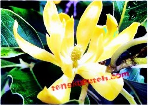 THE MOST BEAUTIFUL OF A FLOWER | Tengkuputeh